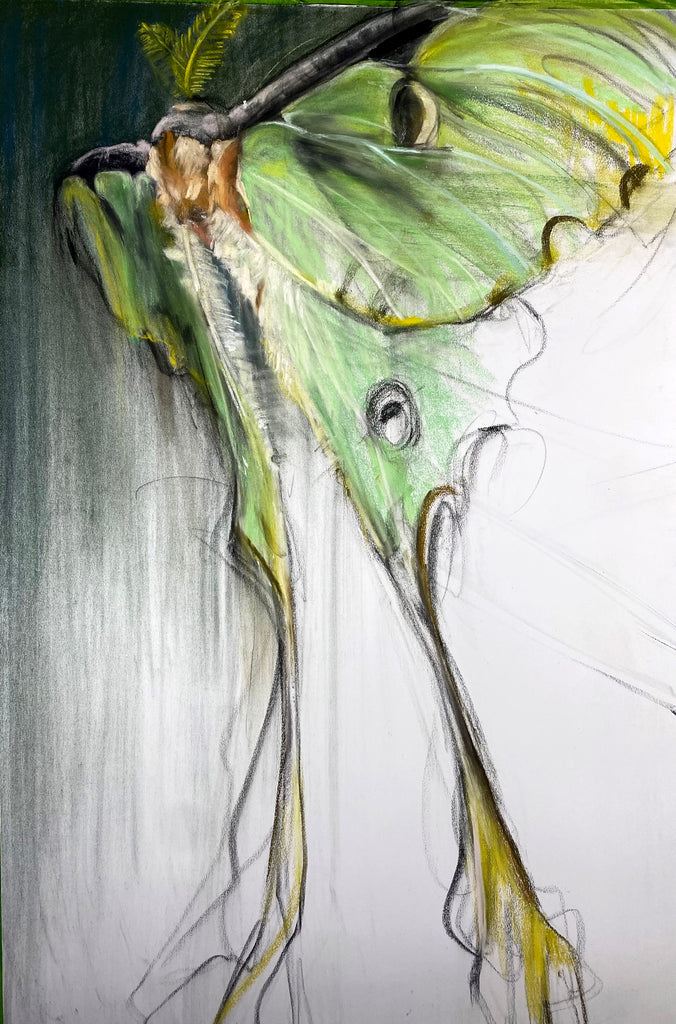 April Coppini In The Dark African Moon Moth Antler Gallery april-coppini-in-the-dark-african-moon-moth-antler-gallery